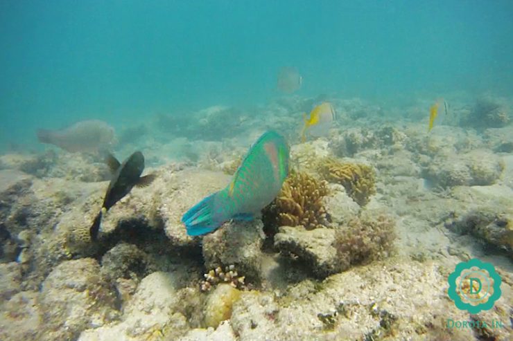 Cairns i Green Island - Wielka Rafa Koralowa - Australia | Dorota Kamińska